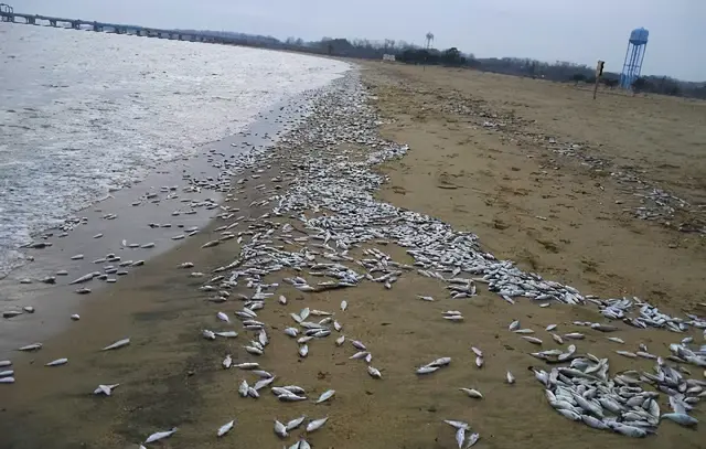 Large tracts of dead fish appearing on Japanese beaches, stretching for ...