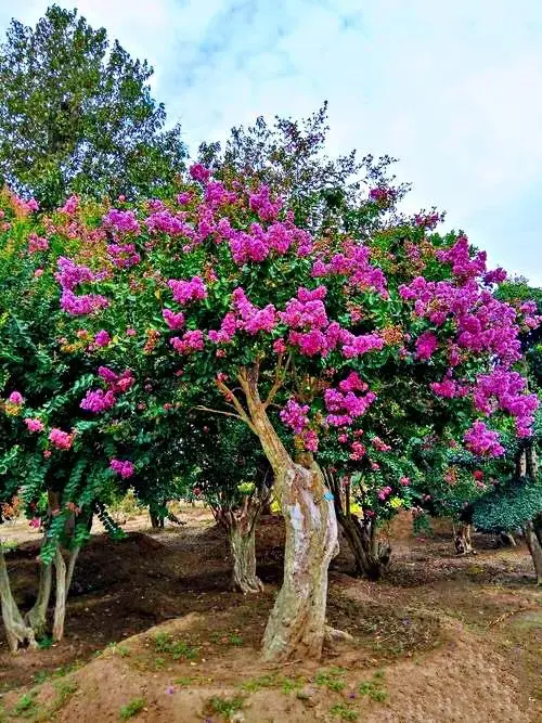 Classification of crape myrtle flower varieties - home| DayDayNews