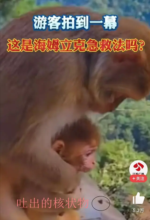Monkeys can also use Heimlich first aid? The little monkey seemed to be ...