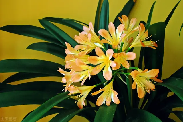 Notebook Novel: There are many who love Clivia, but it is difficult to ...