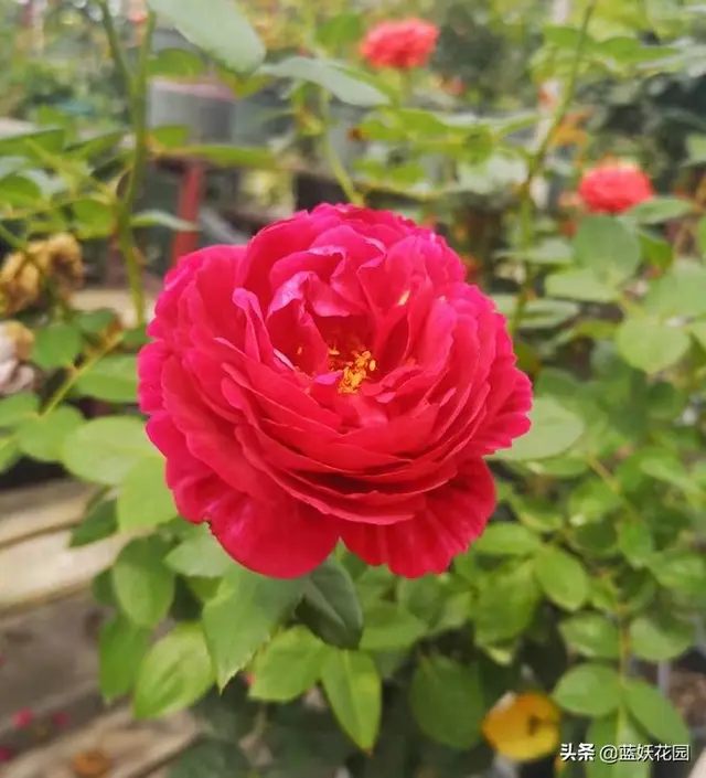 The leaves of the rose have many scars and deformities, and the buds ...