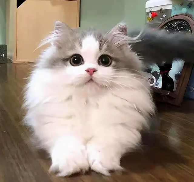 How to distinguish between Napoleon cat and Manji Kang cat - housepet ...