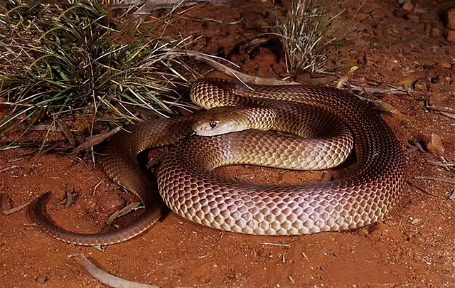 The Australian version of "King Cobra" has an extremely irritable ...