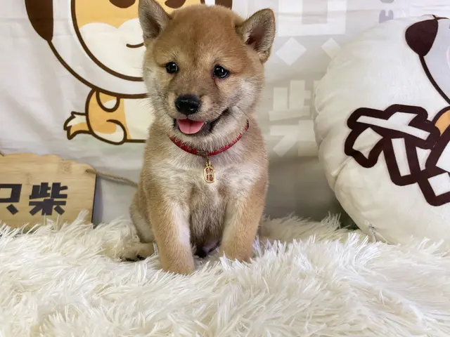 What is the difference between Bean Shiba Inu and Shiba Inu? Which ...