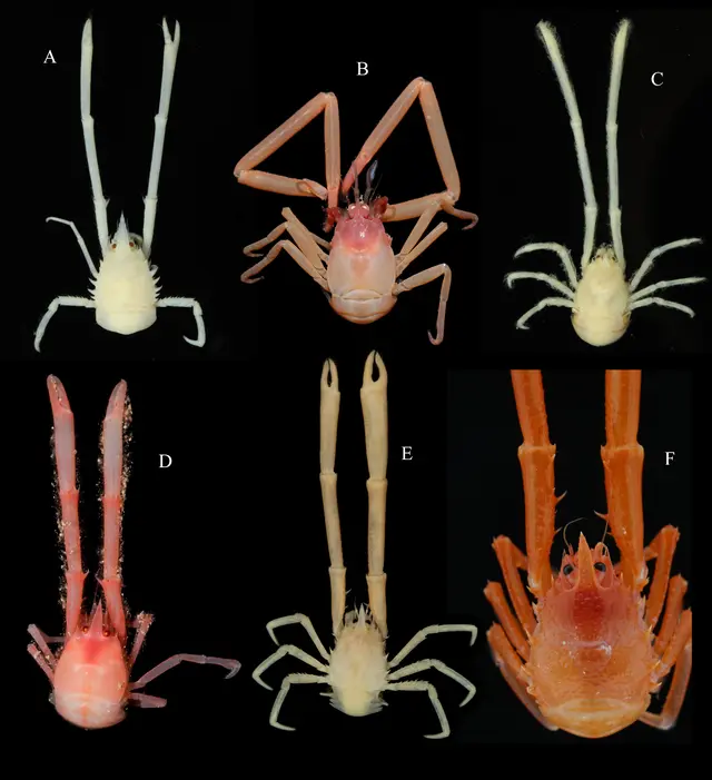 11 new species of deep-sea armour shrimp discovered by the Institute of ...