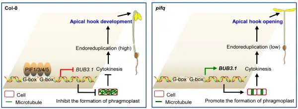 Research reveals a new mechanism of phytochrome interaction factors ...