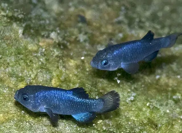 Mysterious fish that survive in the desert, desert fish - housepet ...