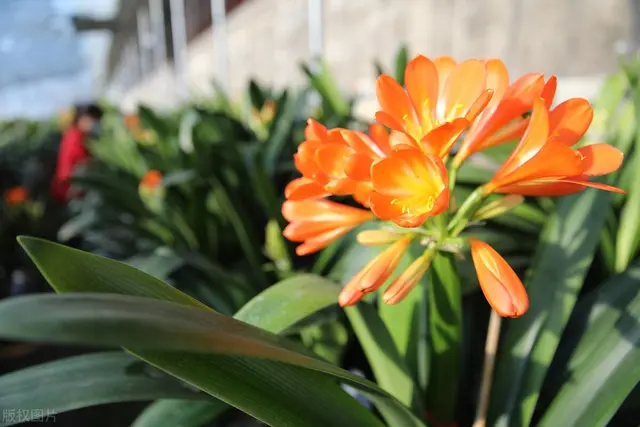 How to maintain Clivia to take root quickly? - home| DayDayNews