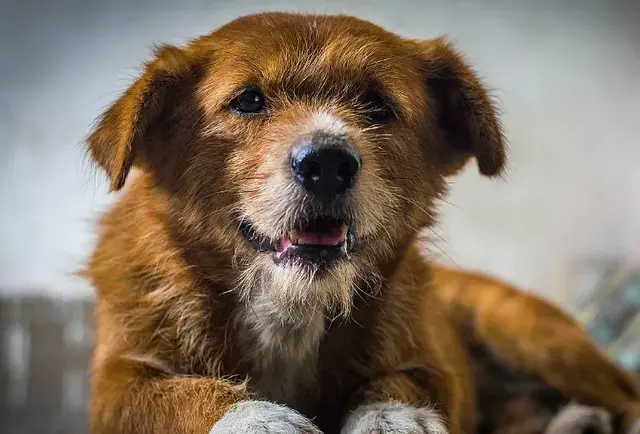 These kinds of dogs are most afraid of being abandoned because they ...