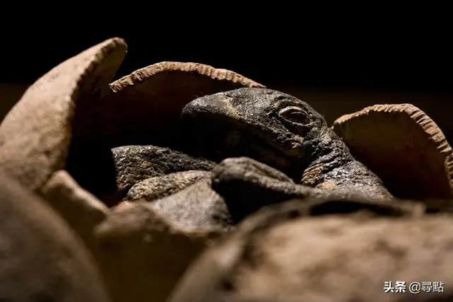 A well-preserved dinosaur embryo found in China's 72 million-year-old ...