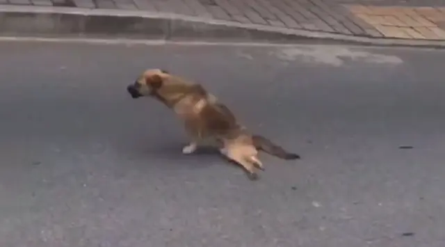 With a cute and clean appearance, a docile, obedient, sensible and ...