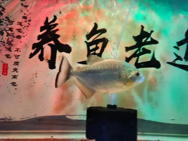 The density of small ornamental fish is not high. Can we use water ...