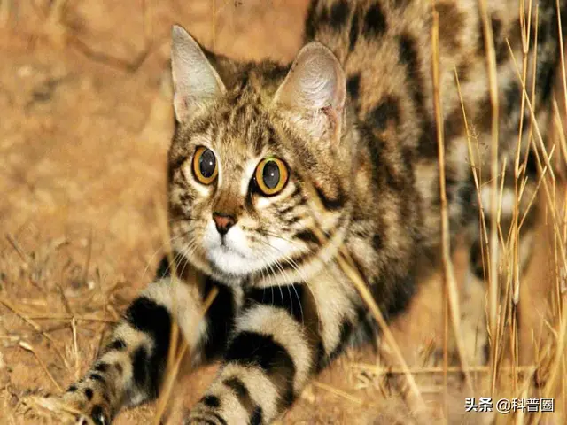 Why do male cats have "barbs" on their genitals? Will the female cat ...