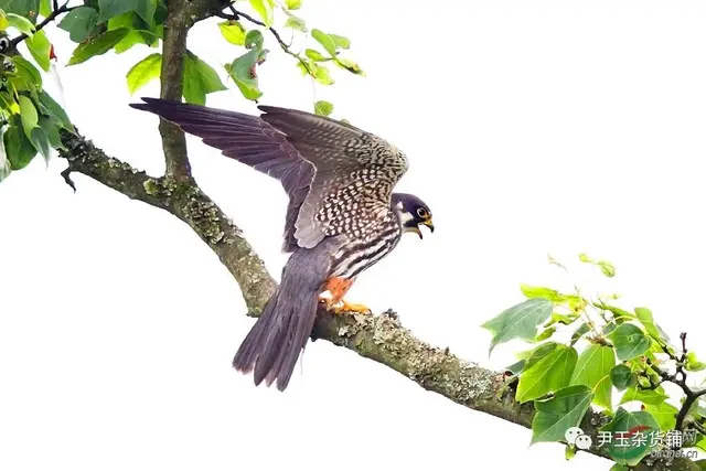 Original: Cui Wu 55. - housepet| DayDayNews