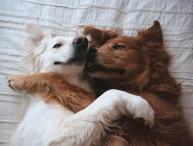 Why do male and female dogs back to back when mating? - housepet ...