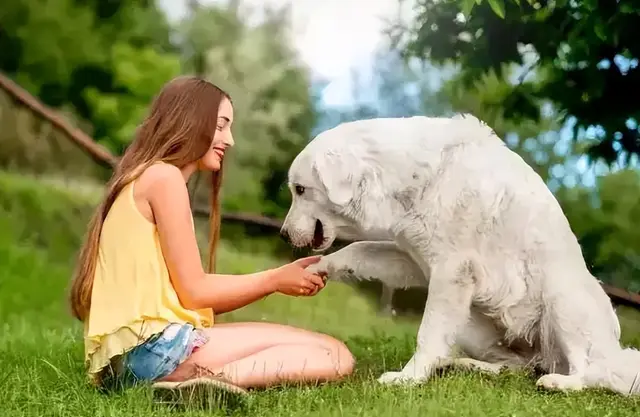 Different "pupa" postures of dogs hide different meanings - housepet ...