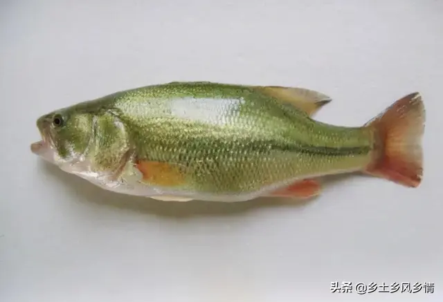 The difference between sea bass and perch, remember these four obvious ...