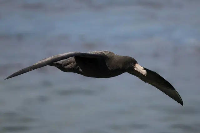 10 Most Terrifying Birds in the World - housepet| DayDayNews