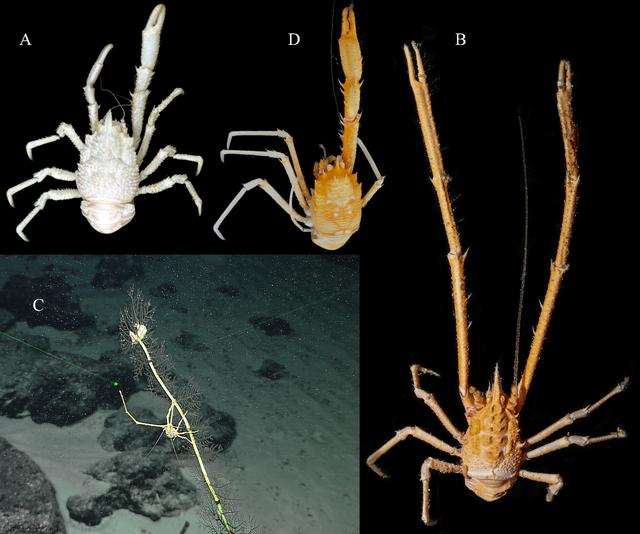 11 new species of deep-sea armour shrimp discovered by the Institute of ...
