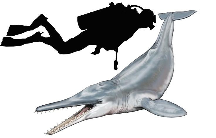 海兽之王-利维坦鲸-今日头条