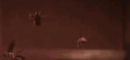 1 EASY WAY to Overcome Your Fear of Cockroaches (Katsaridaphobia ...